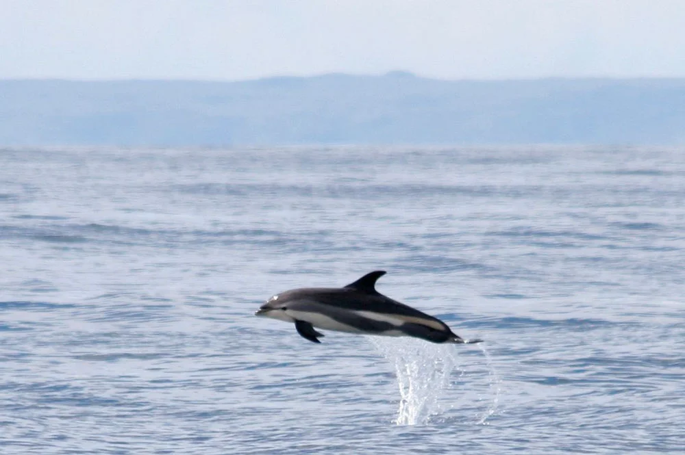 White Sided Dolphins