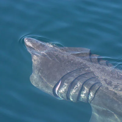 Species Profiles — Hebridean Whale & Dolphin Trust