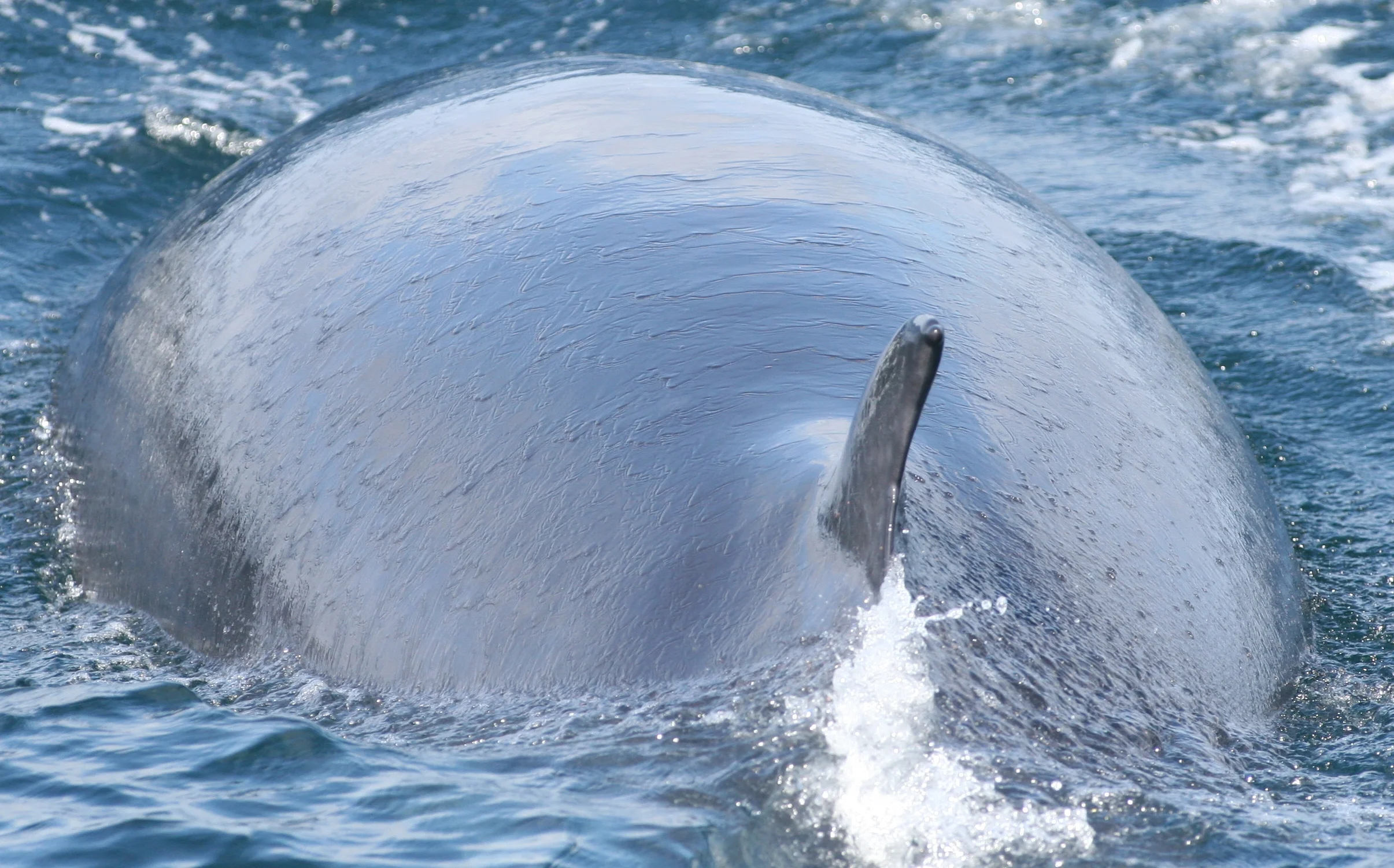 *PRESS RELEASE * 'Knobble’ the Minke Whale Visits Hebridean Waters for ...