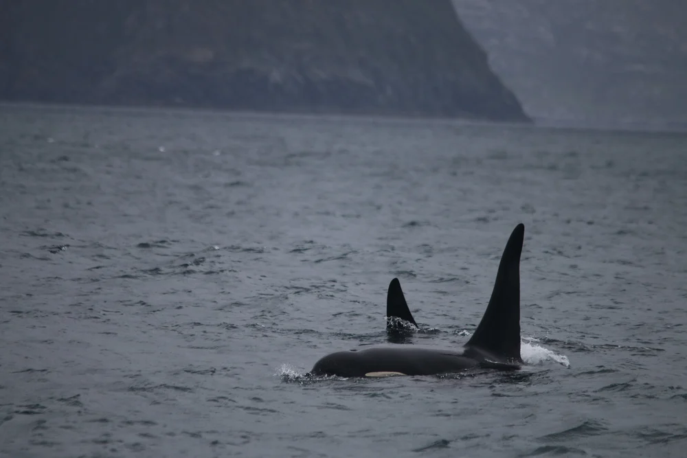 Ever wondered what life on board a HWDT research survey is like ...