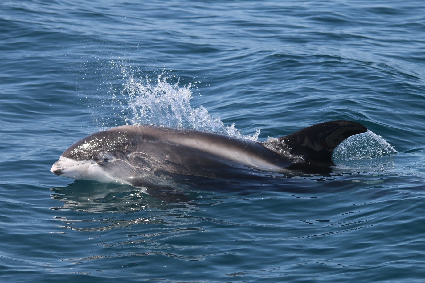 All species checked off ID guide during Ullapool survey! — Hebridean ...