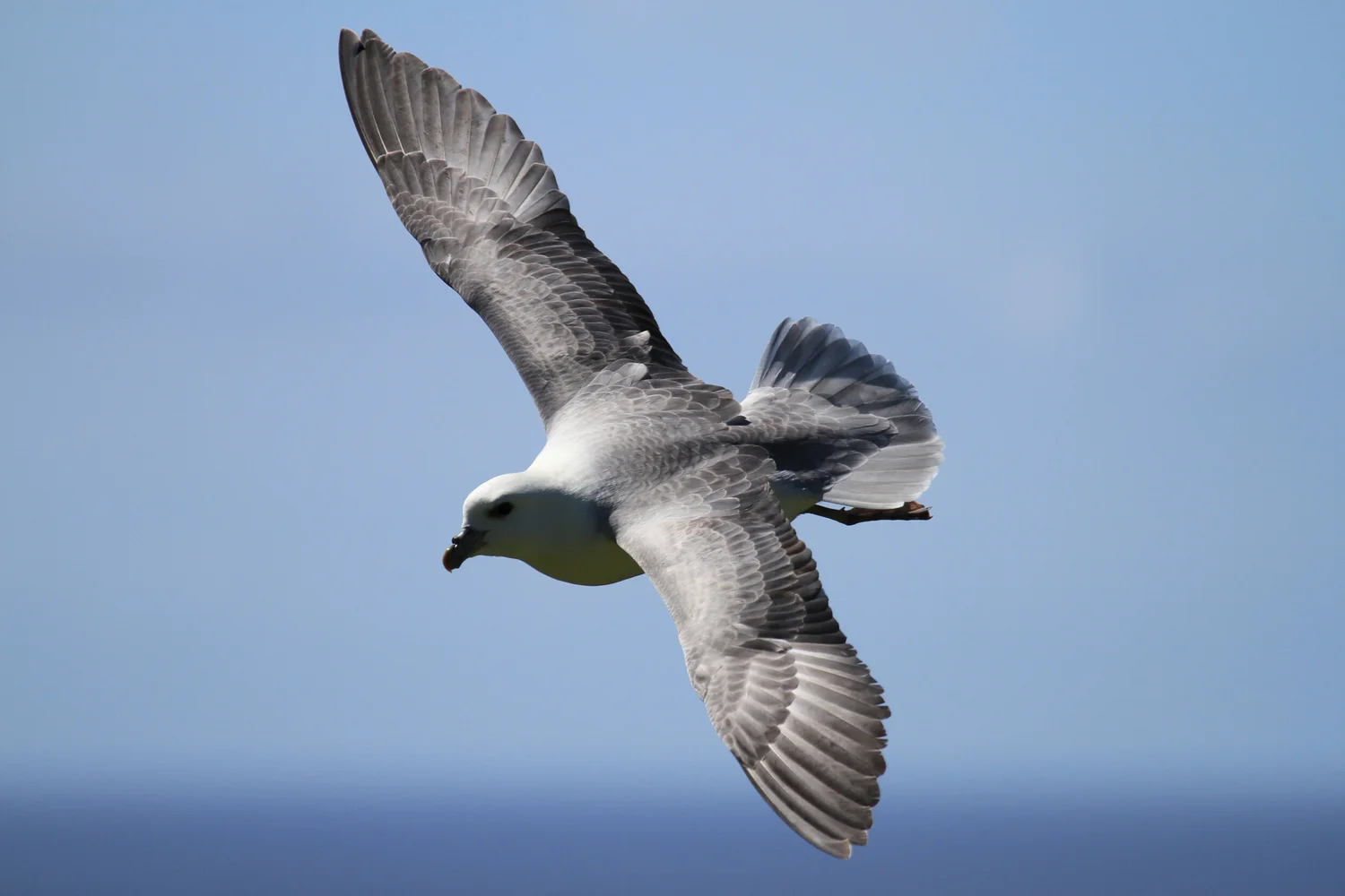 Tales from the Trail: Isle of Tiree — Hebridean Whale & Dolphin Trust