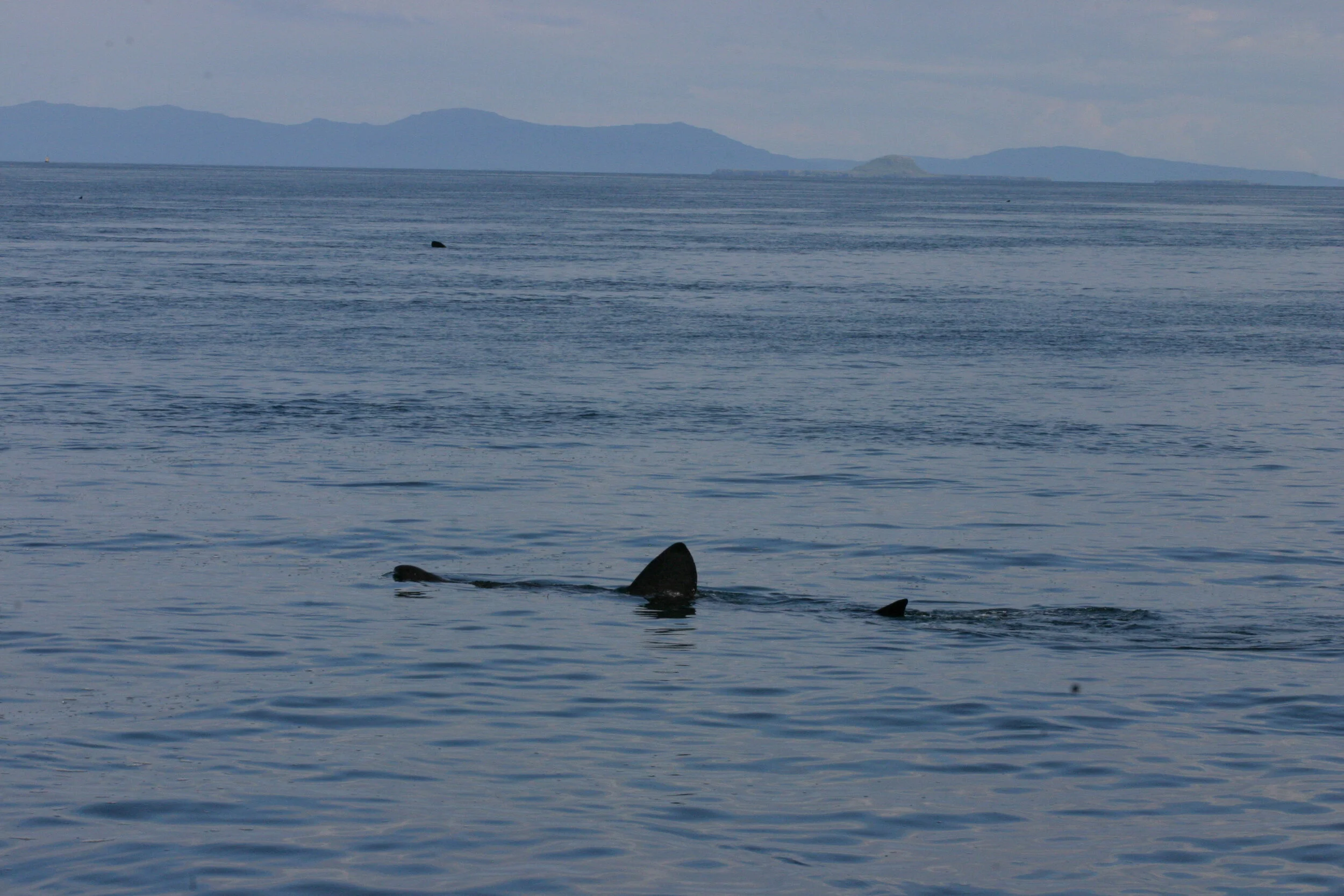 Your Wow Moments from National Whale and Dolphin Watch — Hebridean ...