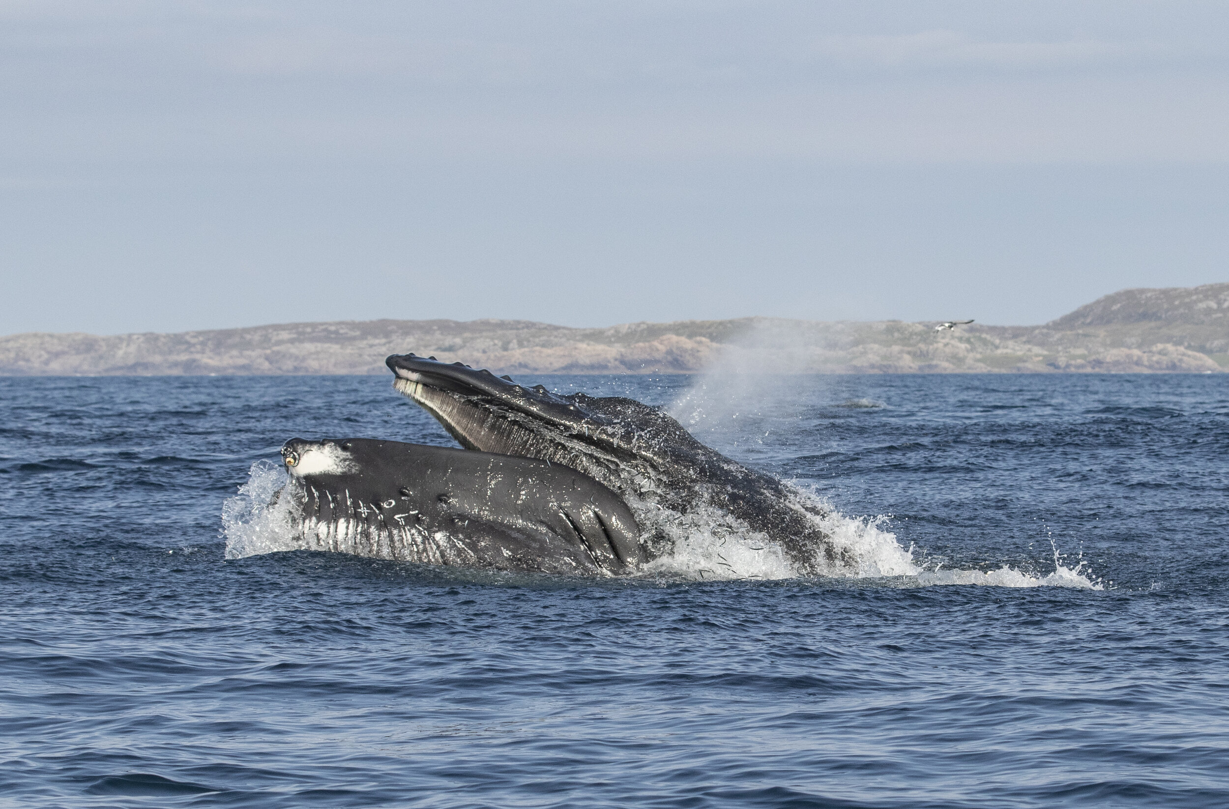Humpback whale match! From Coll to the Firth of Forth — Hebridean Whale ...
