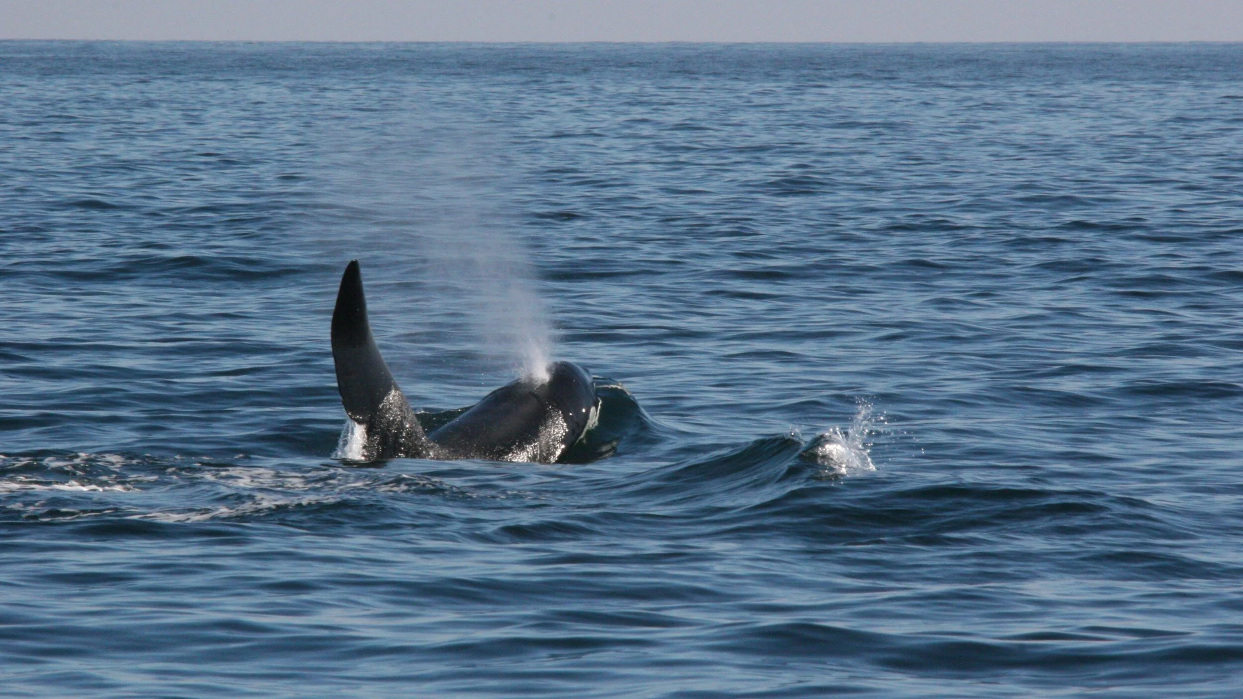 Killer Whale Update John Coe And Pal Are Spotted In The English killer-whale-update-john-coe-and-pal-are-spotted-in-the-english
