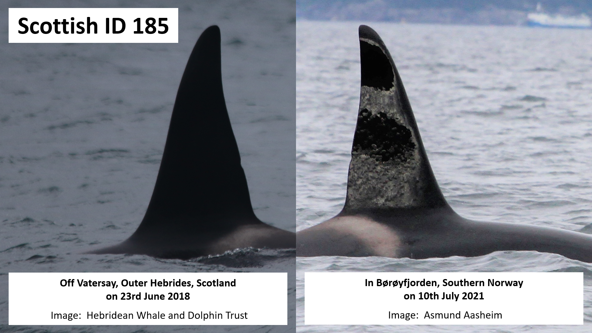 *PRESS RELEASE* First killer whale match made between Scotland and ...