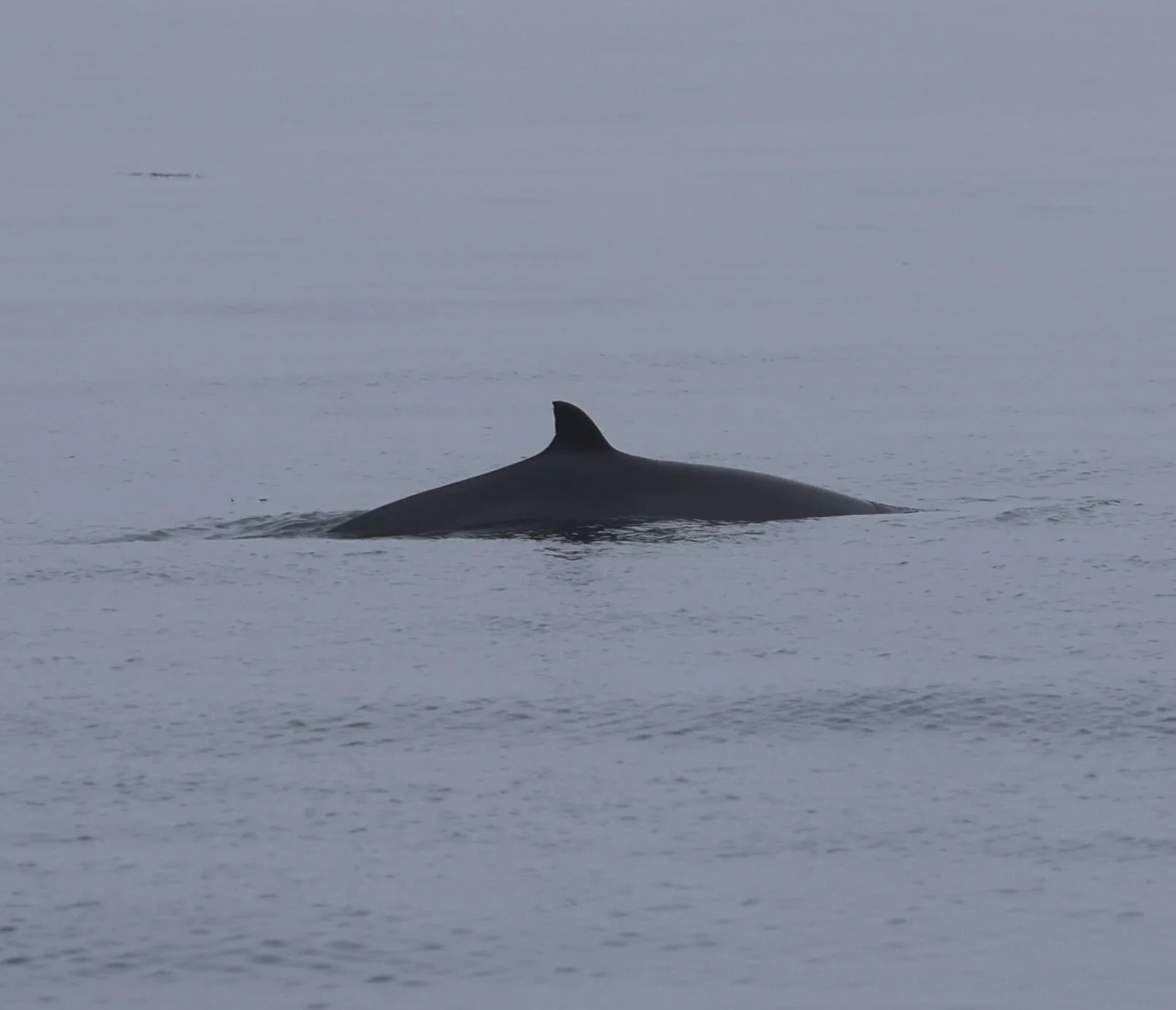 *PRESS RELEASE* Famous fins make a welcome return to Hebridean seas ...