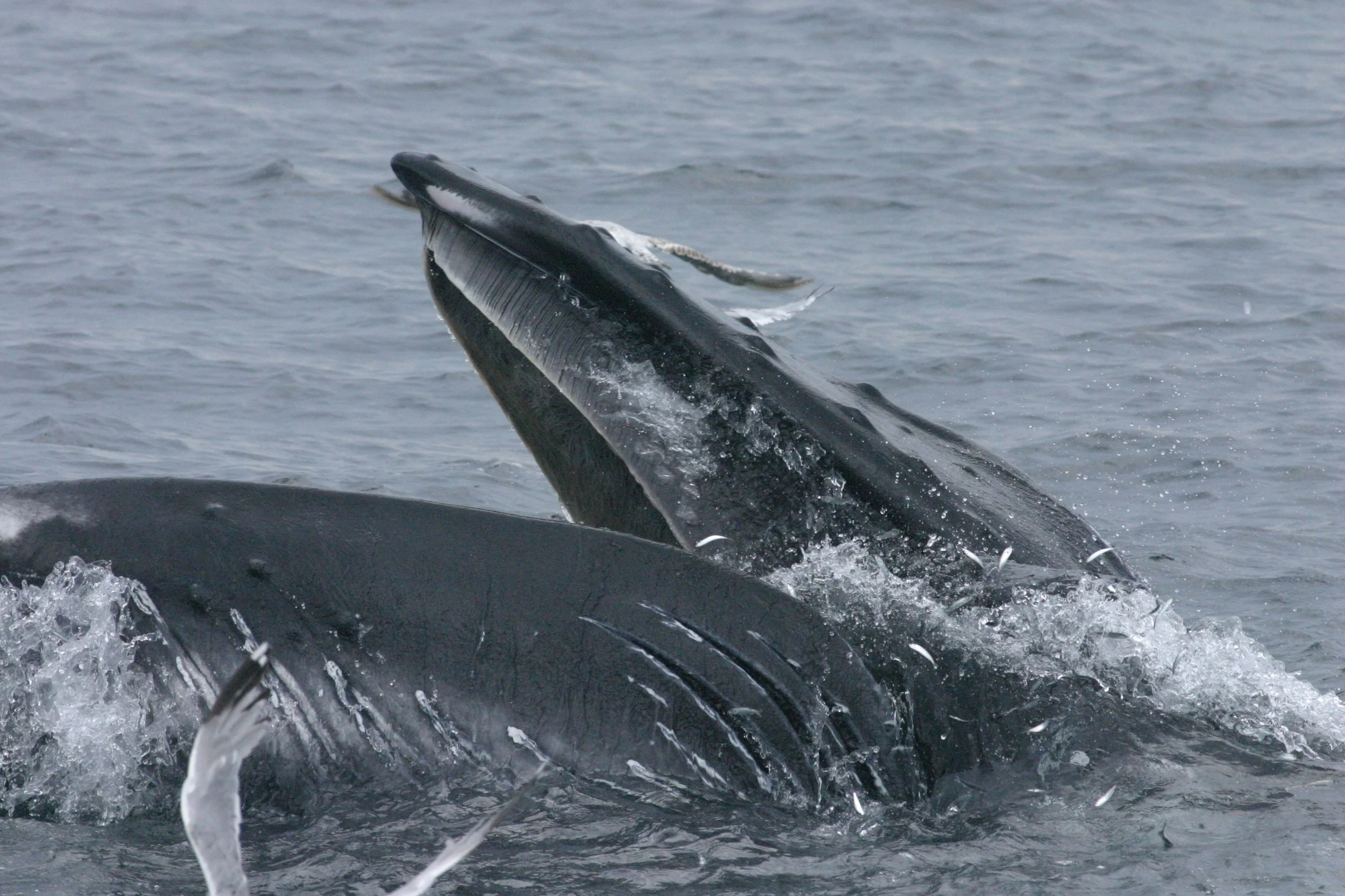 How to breach, leap or porpoise your way to conclusions: Whale Track ...