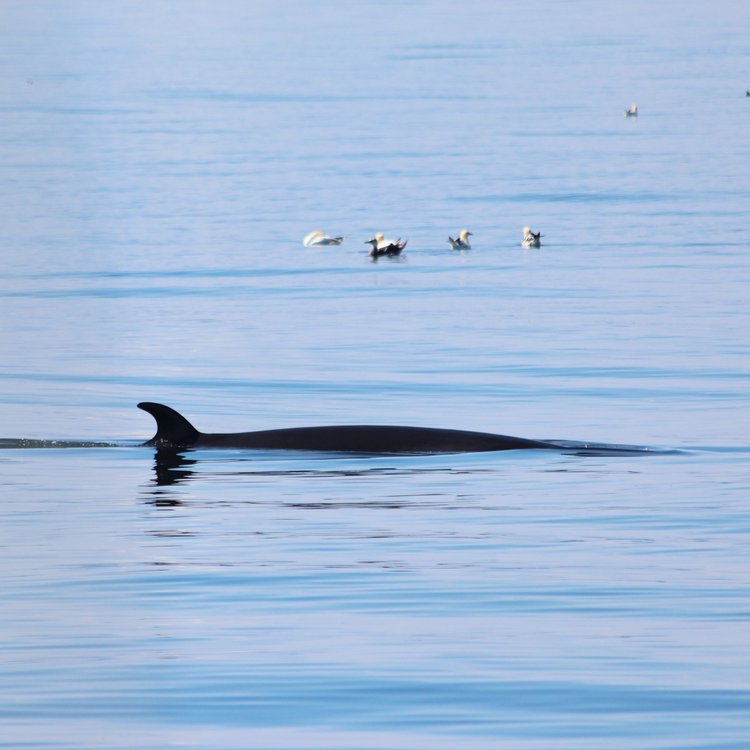 National Whale and Dolphin Watch 2023 — Hebridean Whale & Dolphin Trust