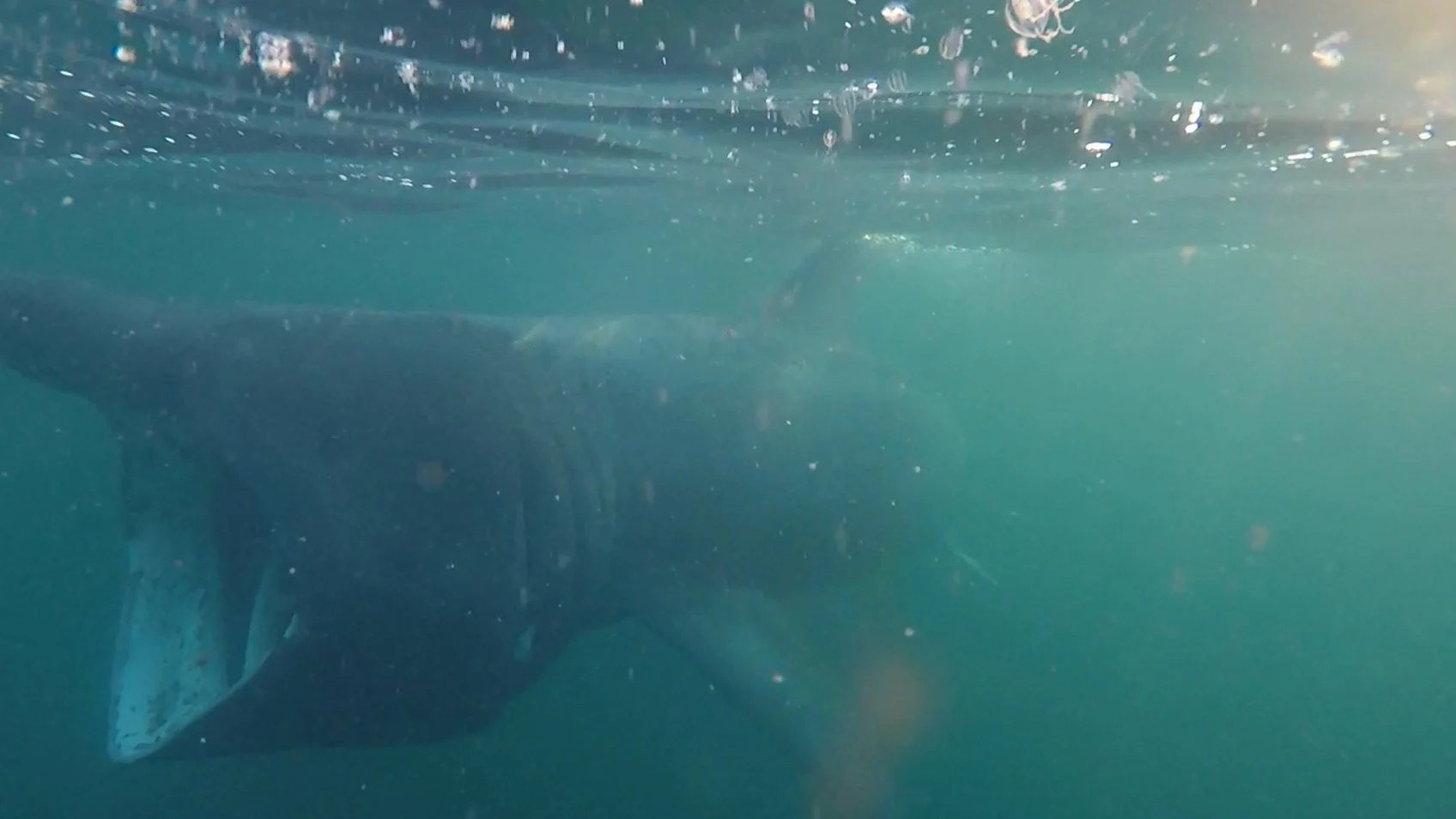 Whale Track Stories: Hannah's basking shark highlights — Hebridean Whale & Dolphin Trust