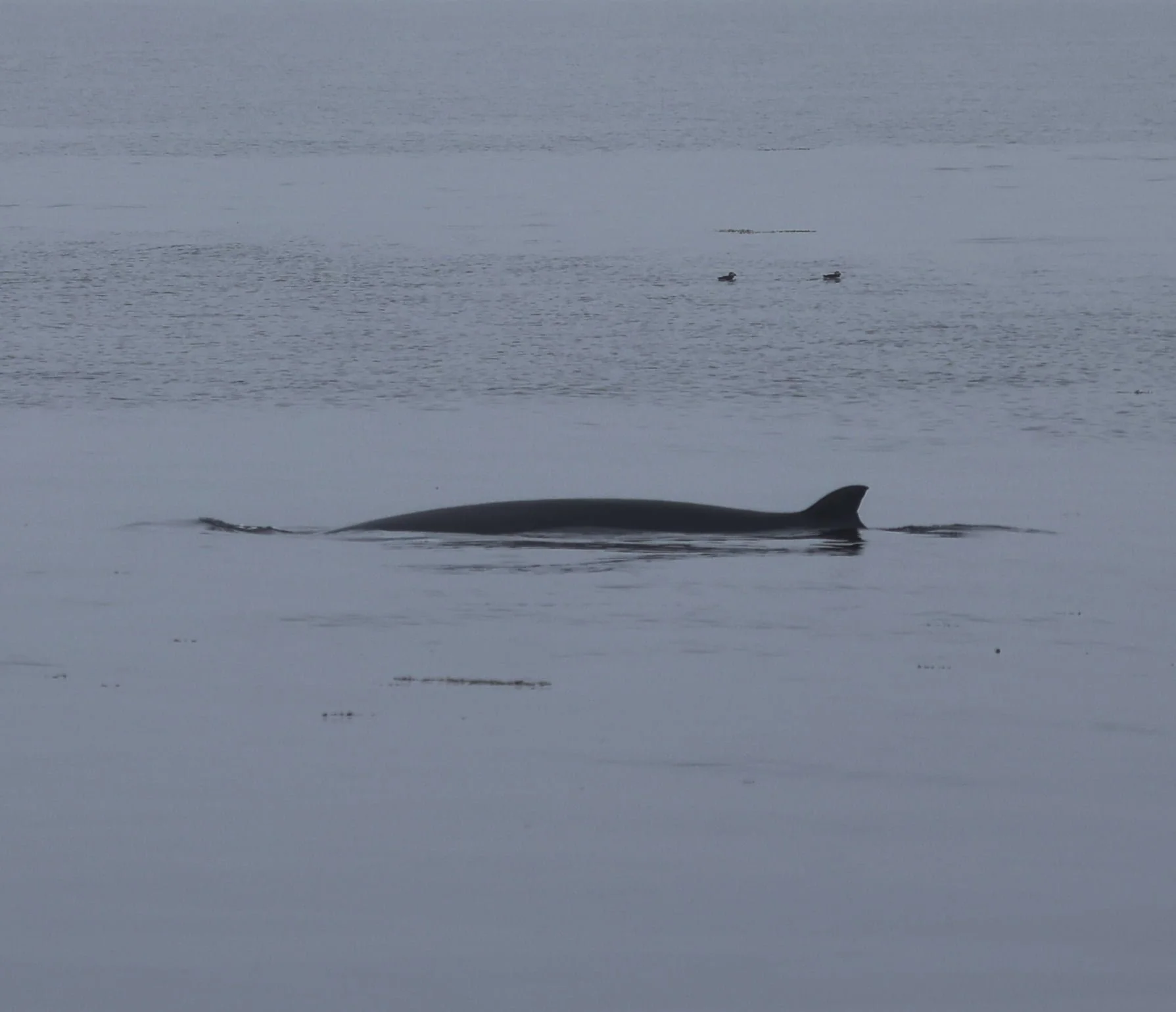 Minke whale: Knobble #FD27 — Hebridean Whale & Dolphin Trust
