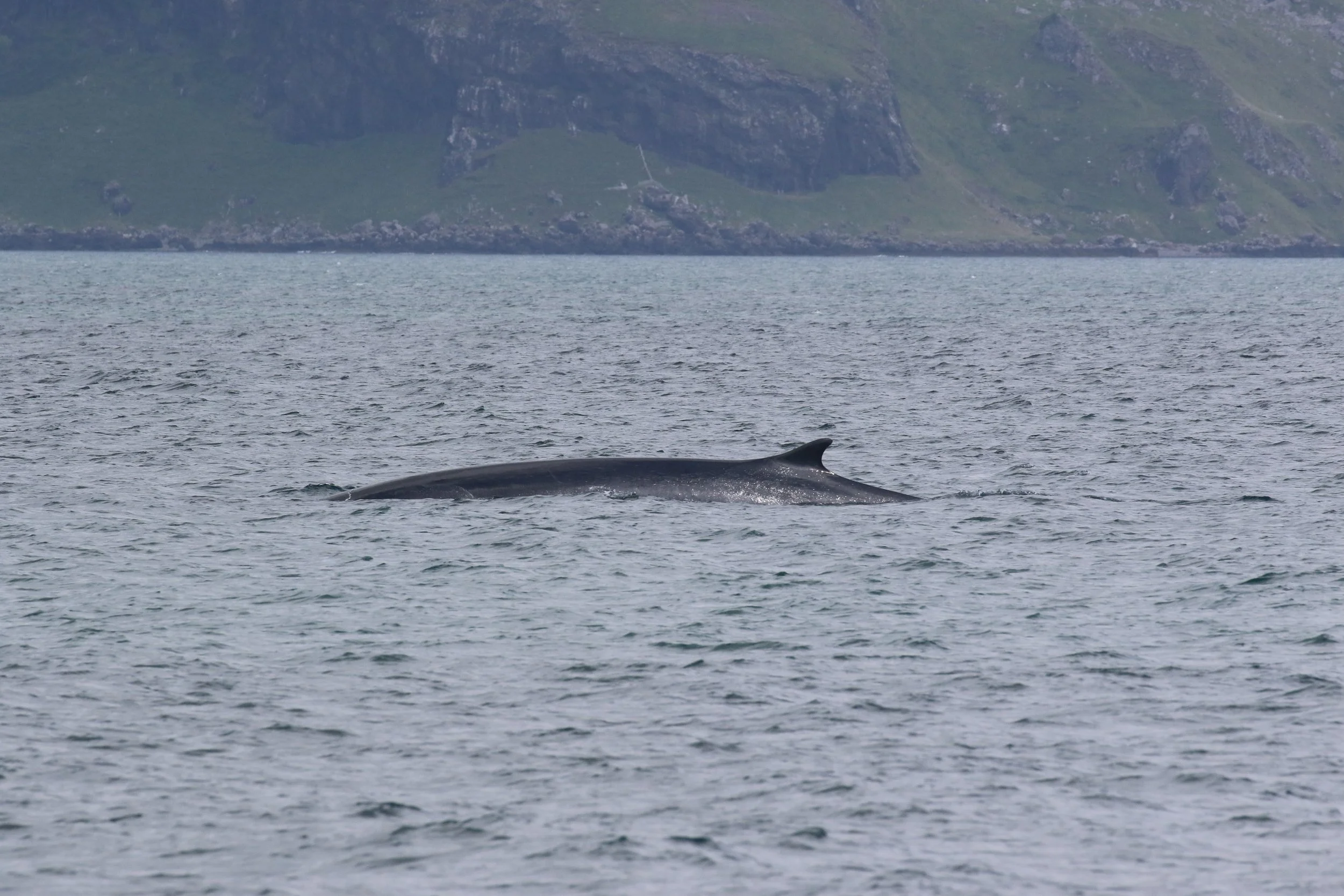 Whale Track Stories: Whales of Tobermory — Hebridean Whale & Dolphin Trust