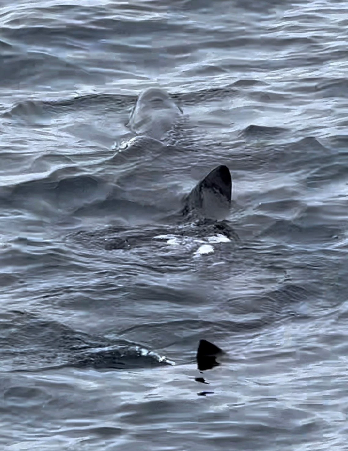 Whale Track Spring Sightings Round Up — Hebridean Whale & Dolphin Trust