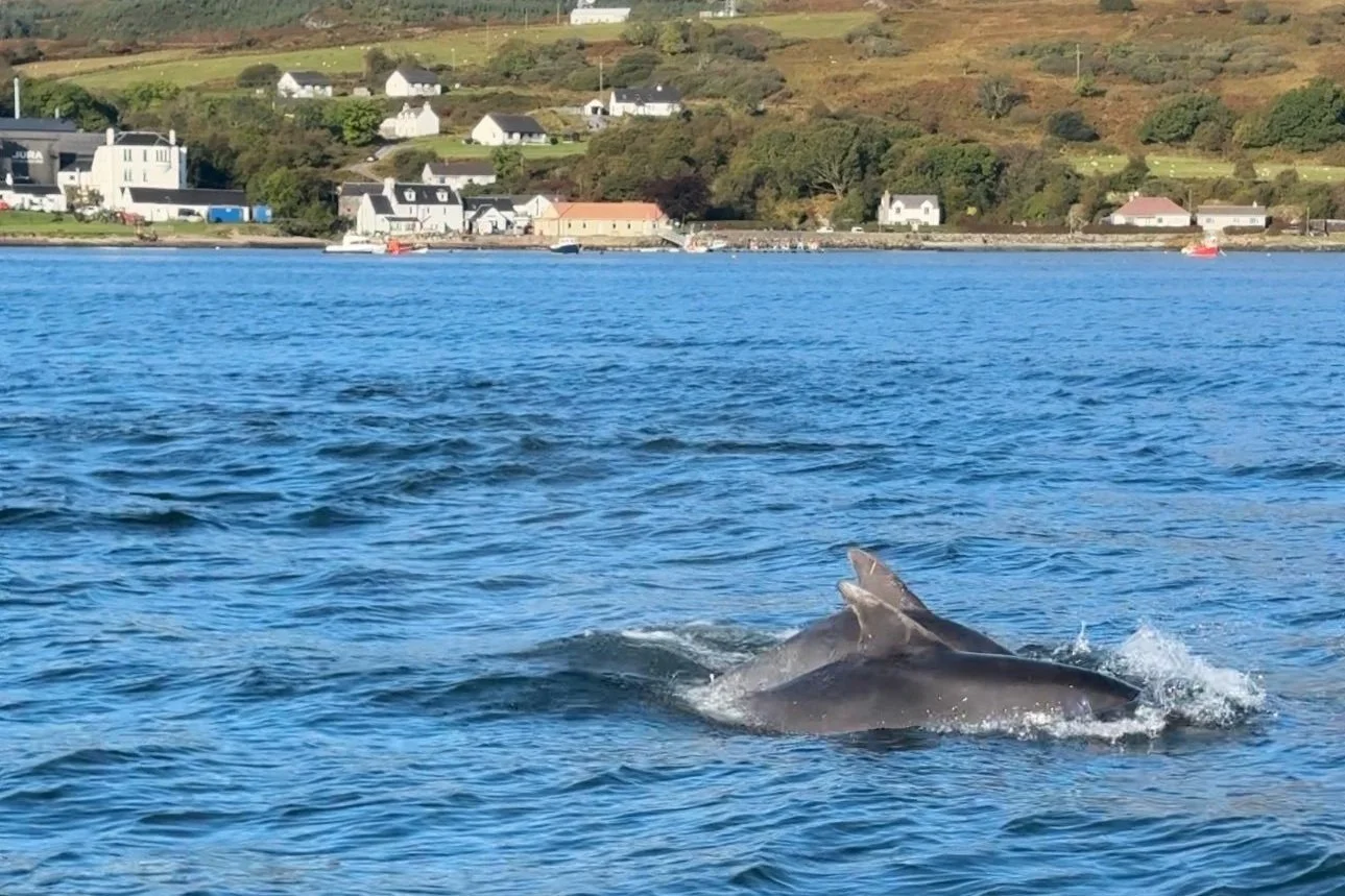 An Awesome Autumn for Sightings: Whale Track Summary — Hebridean Whale & Dolphin Trust
