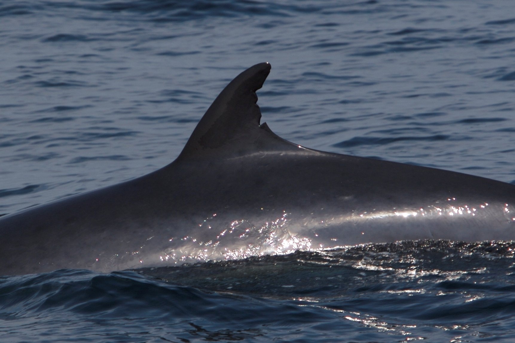 Catalogue: Minke whale — Hebridean Whale & Dolphin Trust