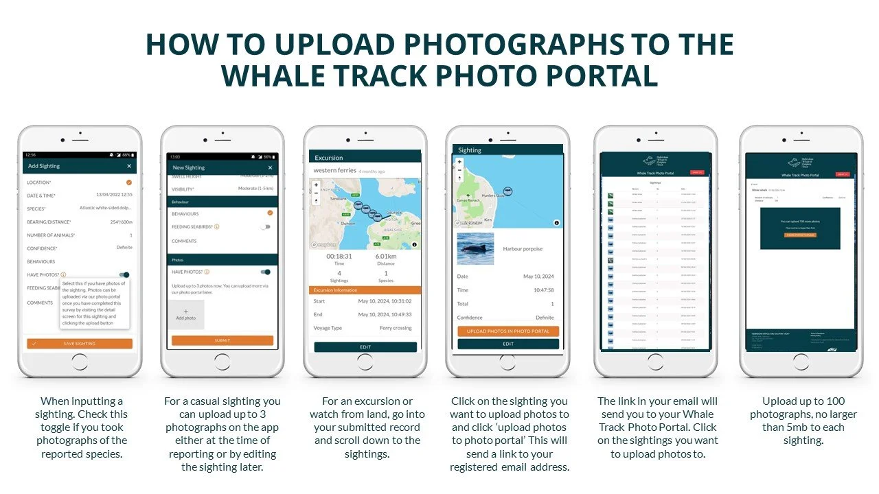 A Record-Breaking Wet Summer: Whale Track Summary — Hebridean Whale ...
