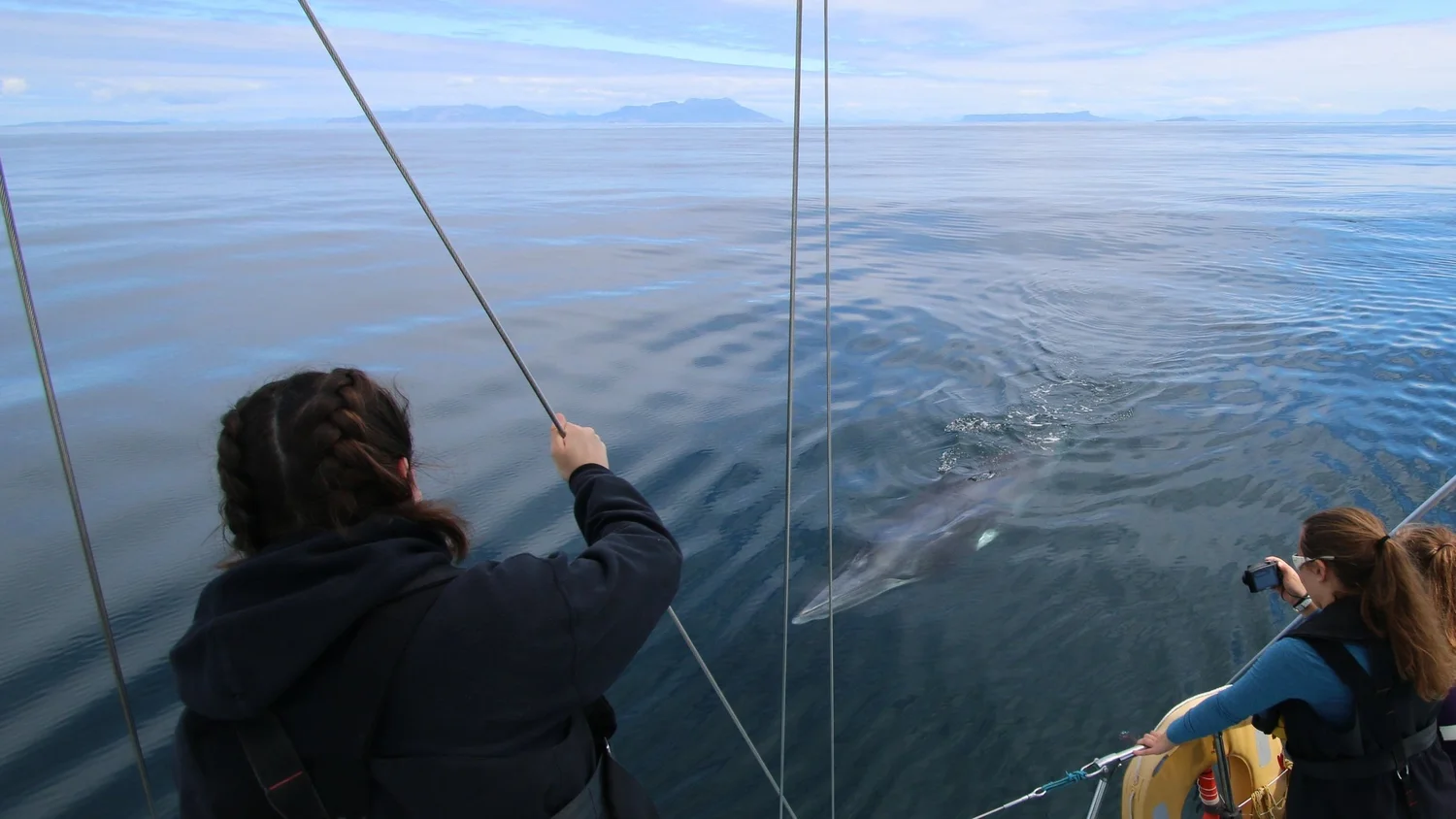Sail into Science: Free Teen Expedition Opportunity — Hebridean Whale ...