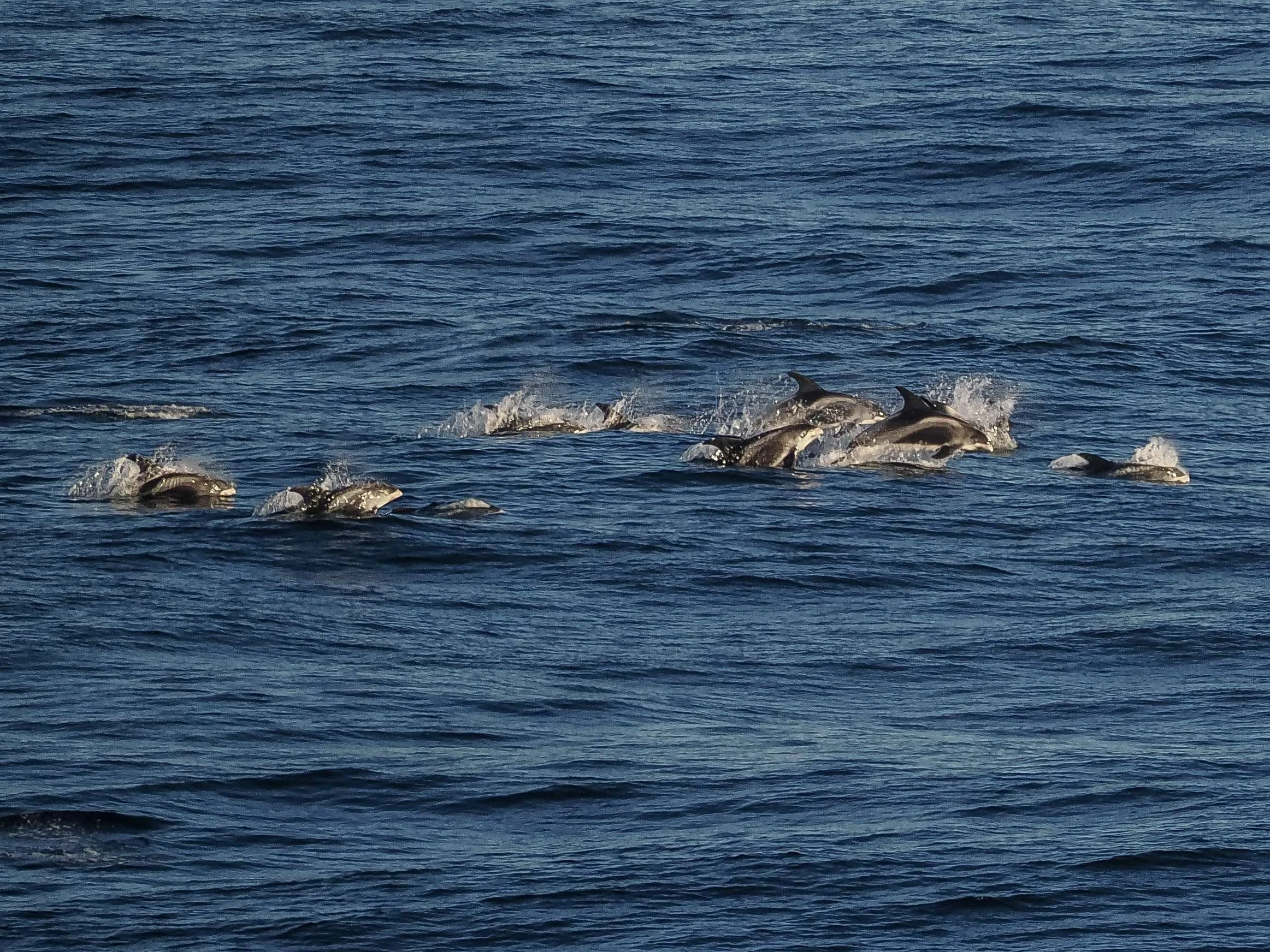 An Awesome Autumn for Sightings: Whale Track Summary — Hebridean Whale & Dolphin Trust