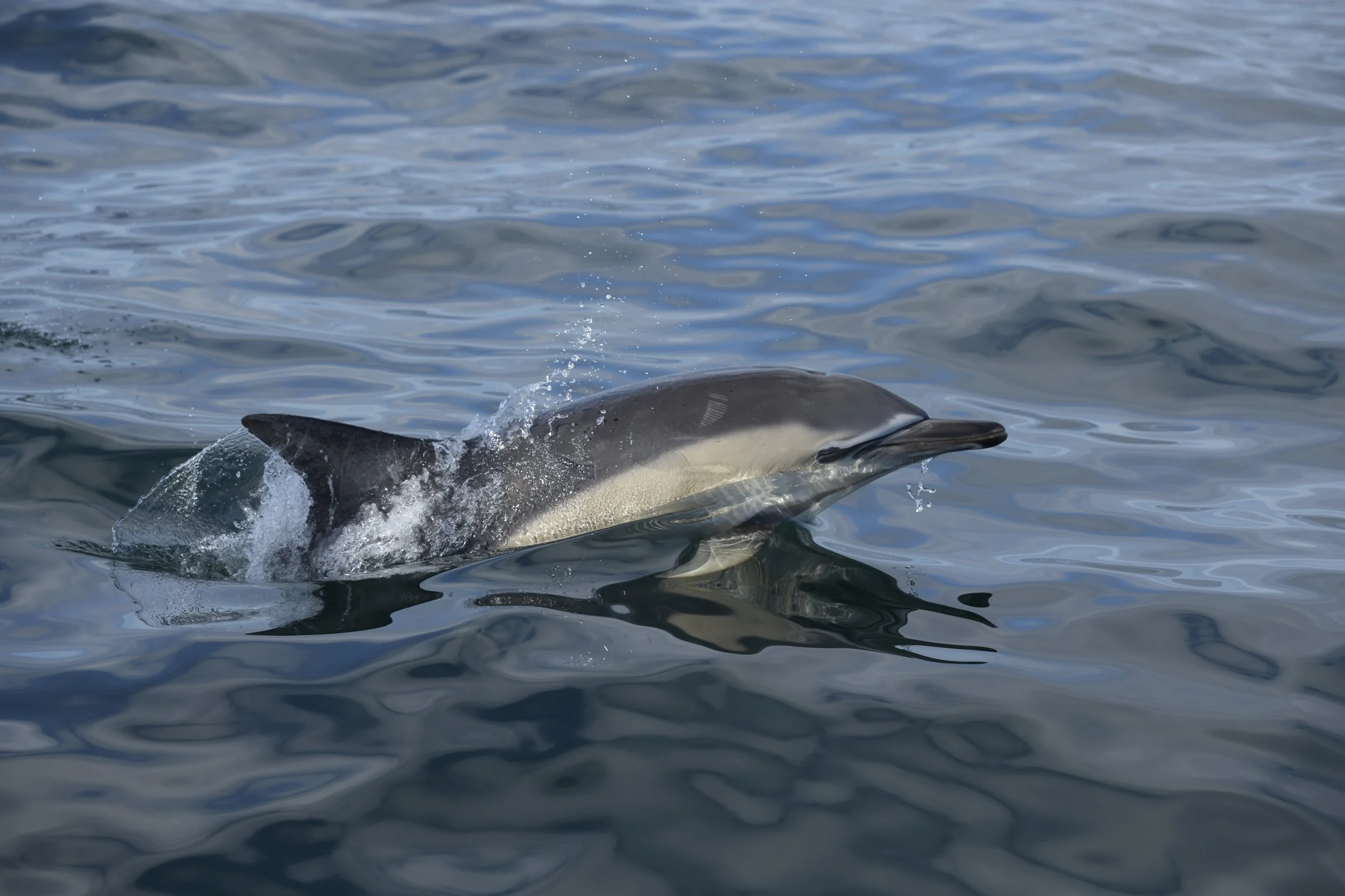What impact is climate change having on the whales in our waters ...