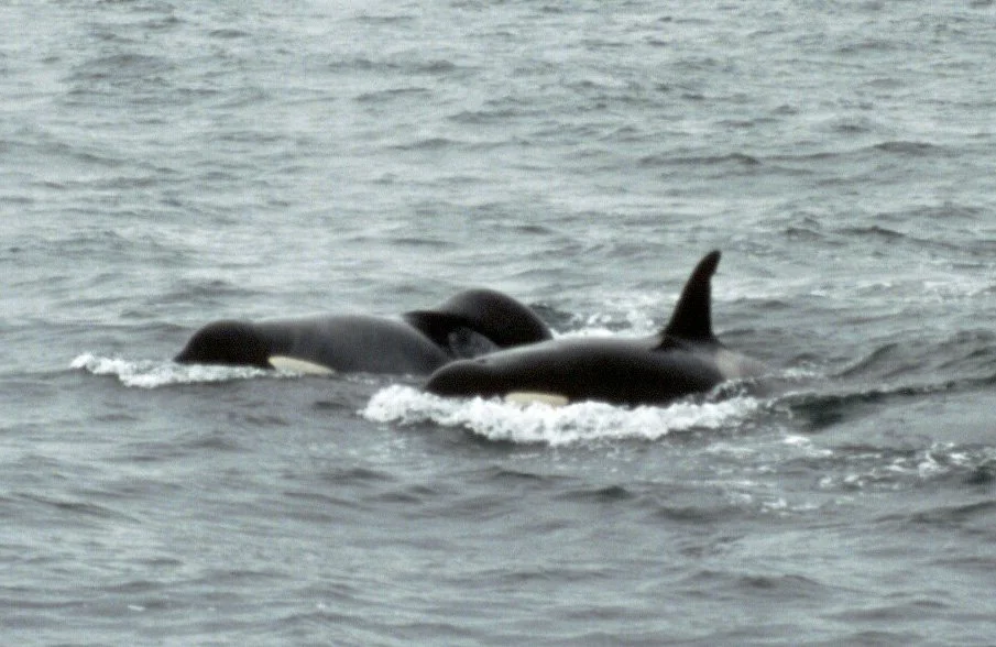 Telling the Tale of the West Coast Killer Whale — Hebridean Whale ...