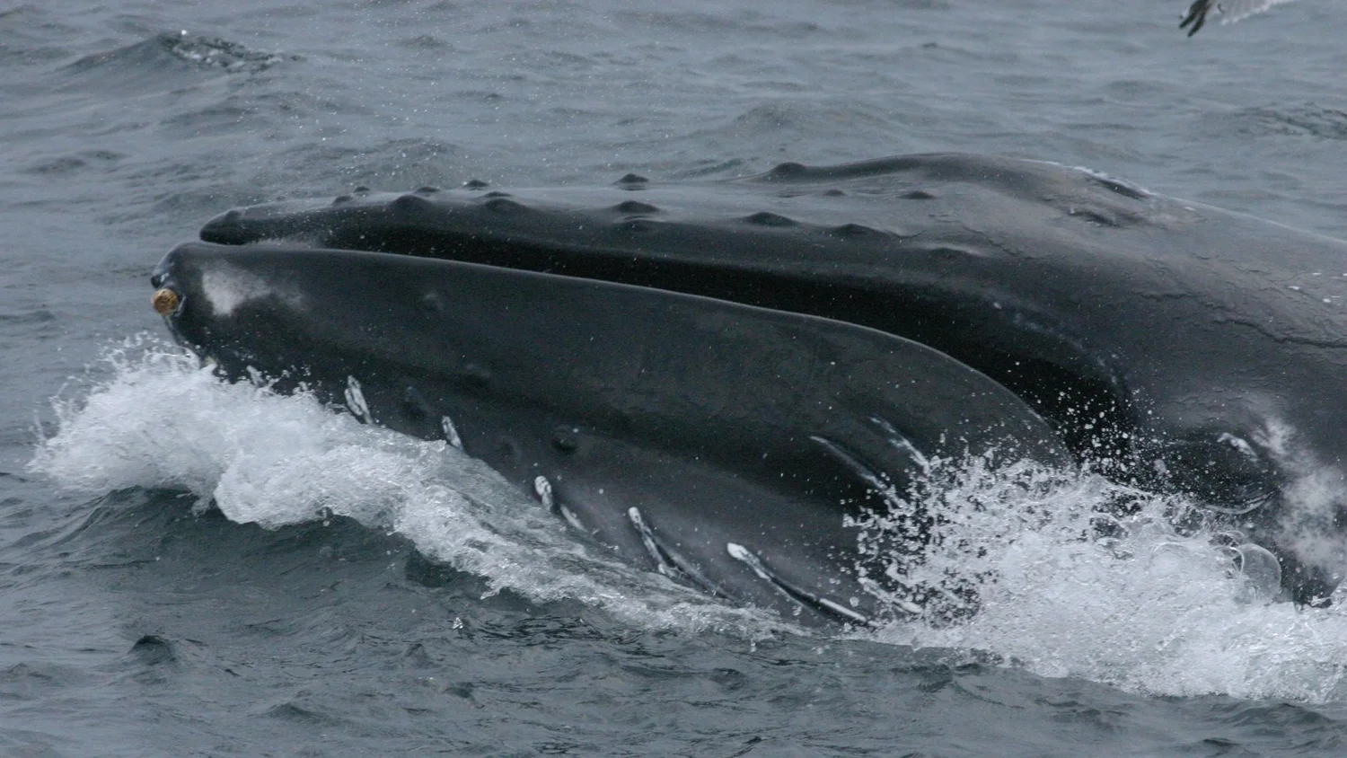 How Do Whales Sleep? And other Amazing Adaptations to Life Under the ...