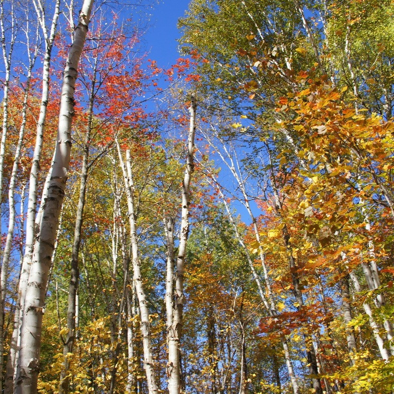 Trails — South Portland Land Trust