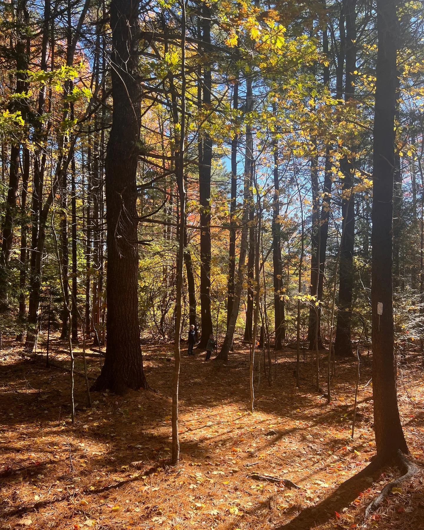 Trails — South Portland Land Trust