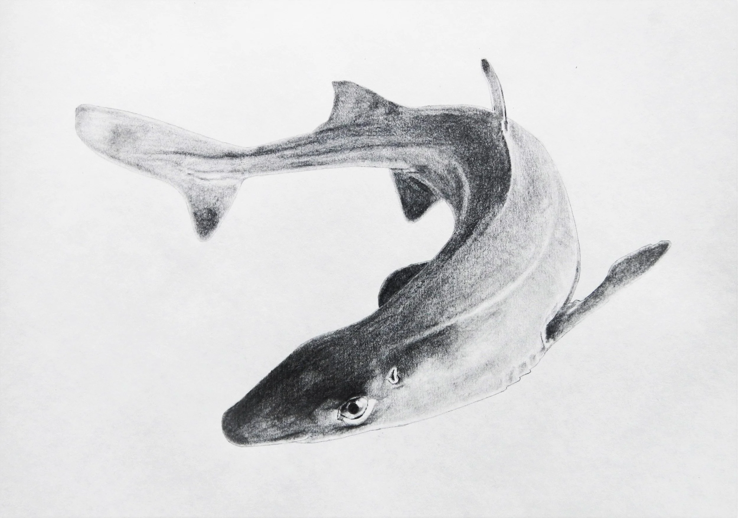 Nature — Kerry Clavadetscher Art