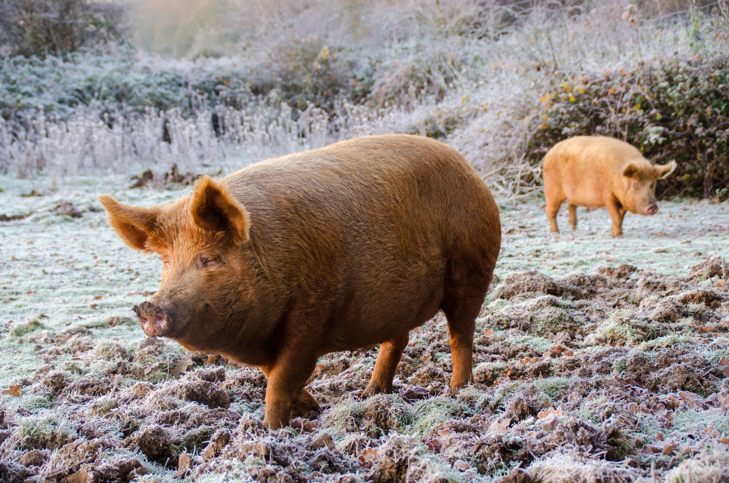 Tamworth Pigs — Knepp Wildland