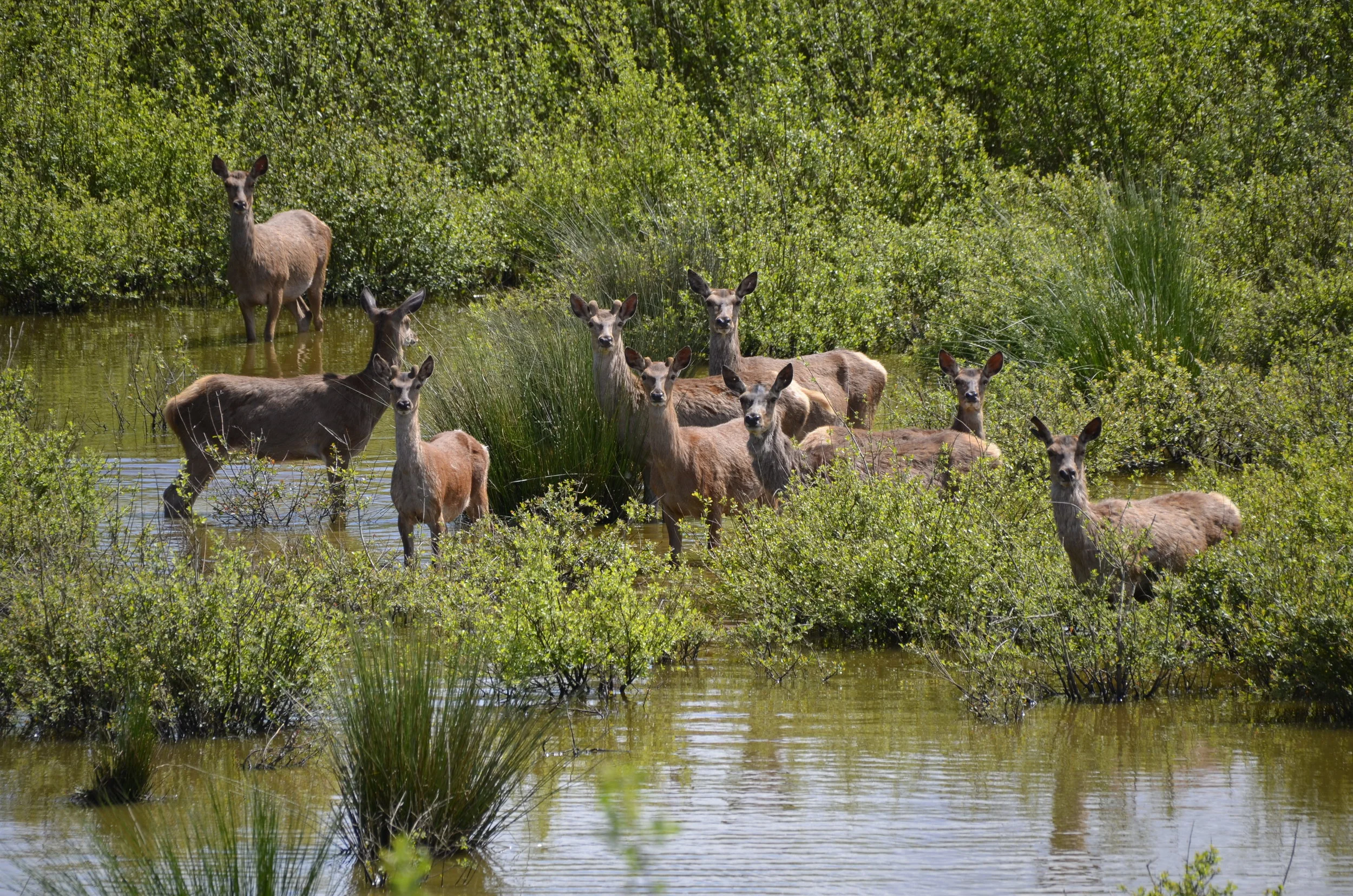Deer — Knepp Wildland