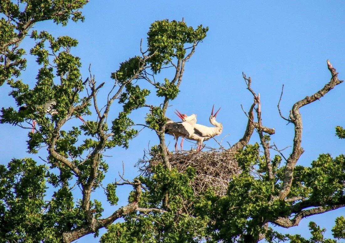 White Storks — Knepp Wildland