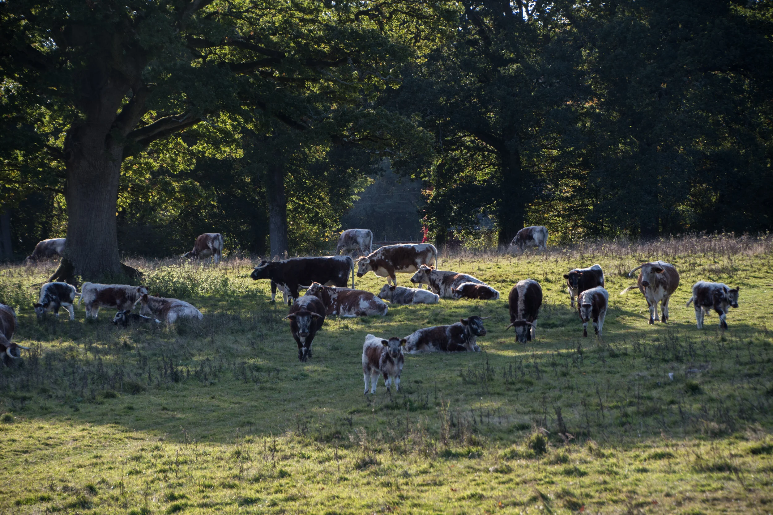 Knepp Wildland