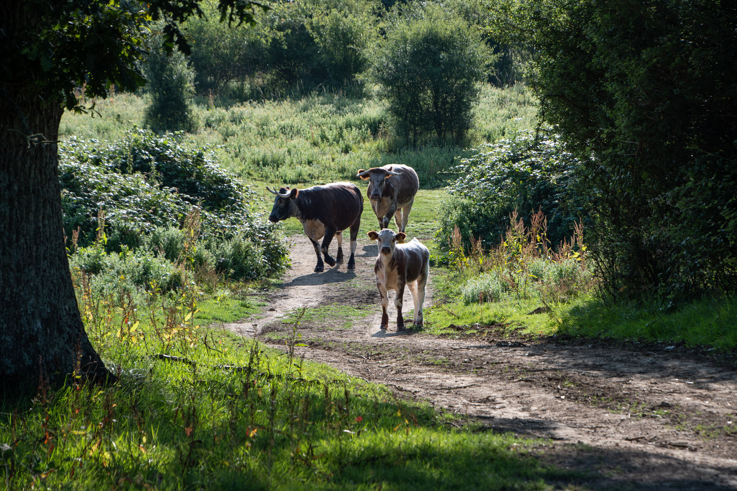 Knepp Wildland
