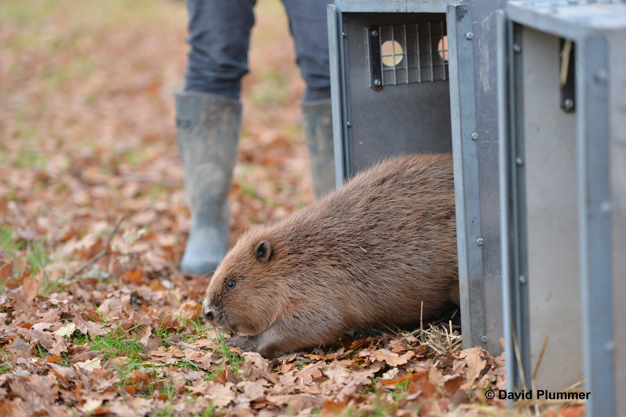 Beaver exploring the Adur landscape — Knepp Wildland