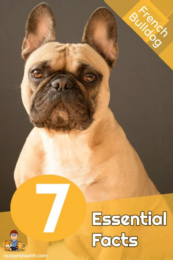 7 French Bulldog Facts Every Owner MUST Know (#5 is heart breaking ...
