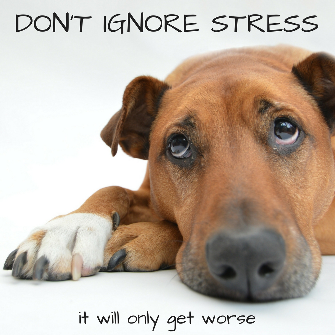 10 Simple Stress Busting Tips for Dogs and Cats — Our Pet's Health