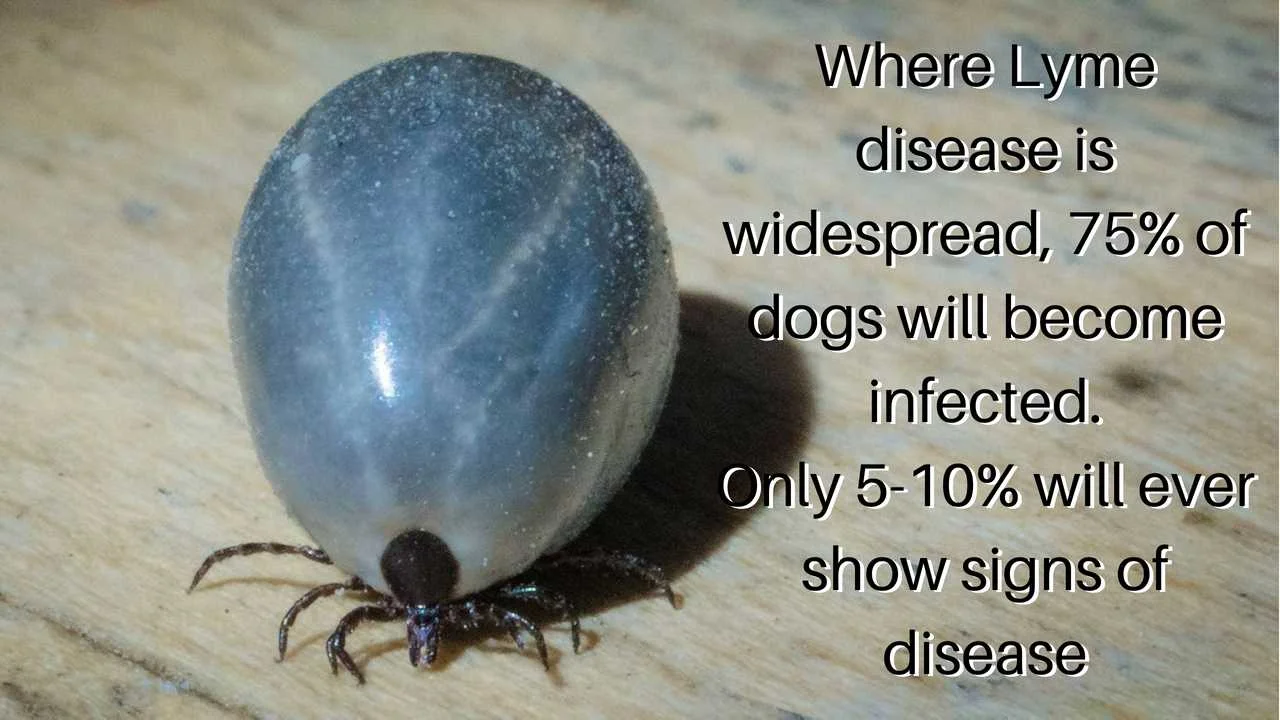Lyme Disease in Dogs: a Complete Guide — Our Pet's Health