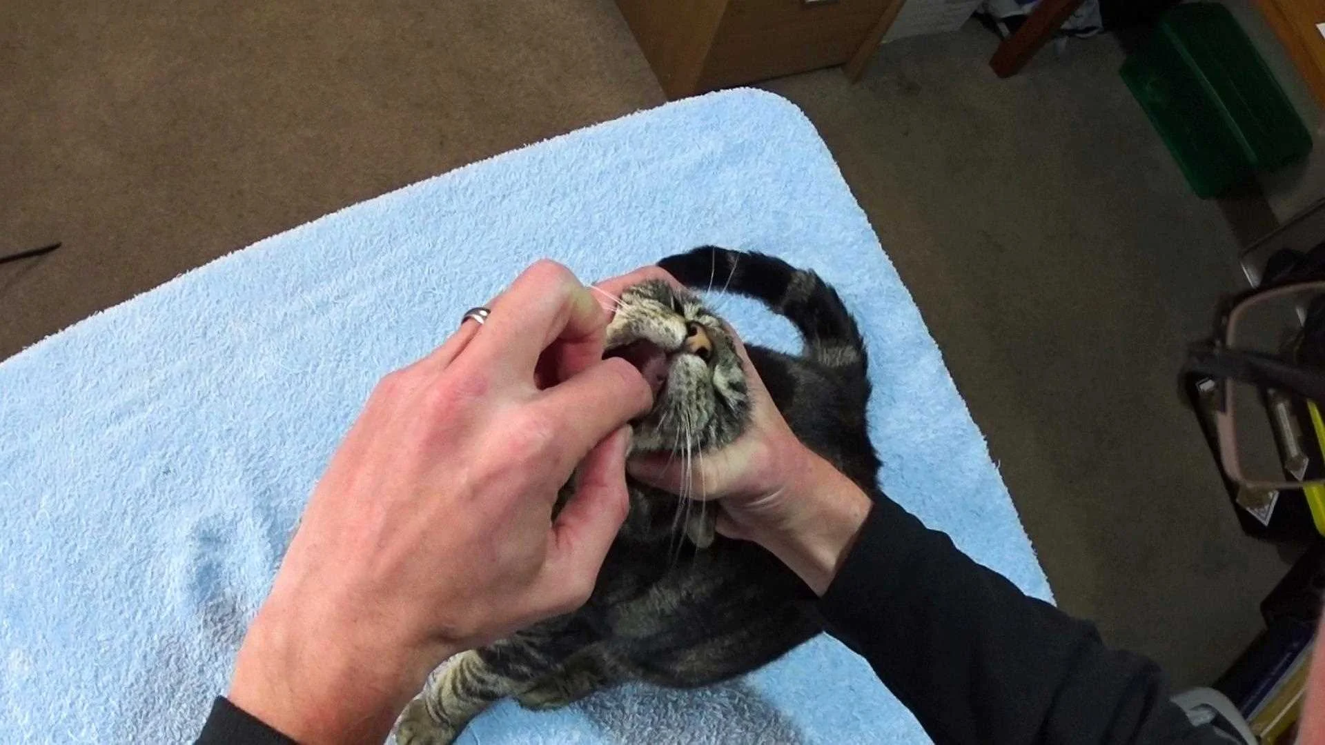 How to Give Your Cat a Pill (like a PRO): a step-by-step guide — Our ...