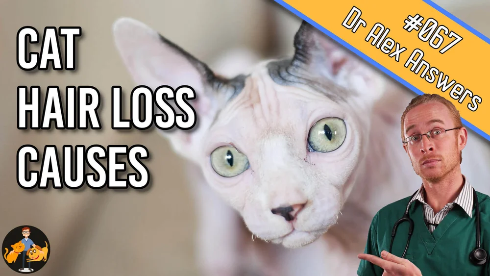 Cat Hair Loss - Why Your Cat is Going Bald! — Our Pet's Health