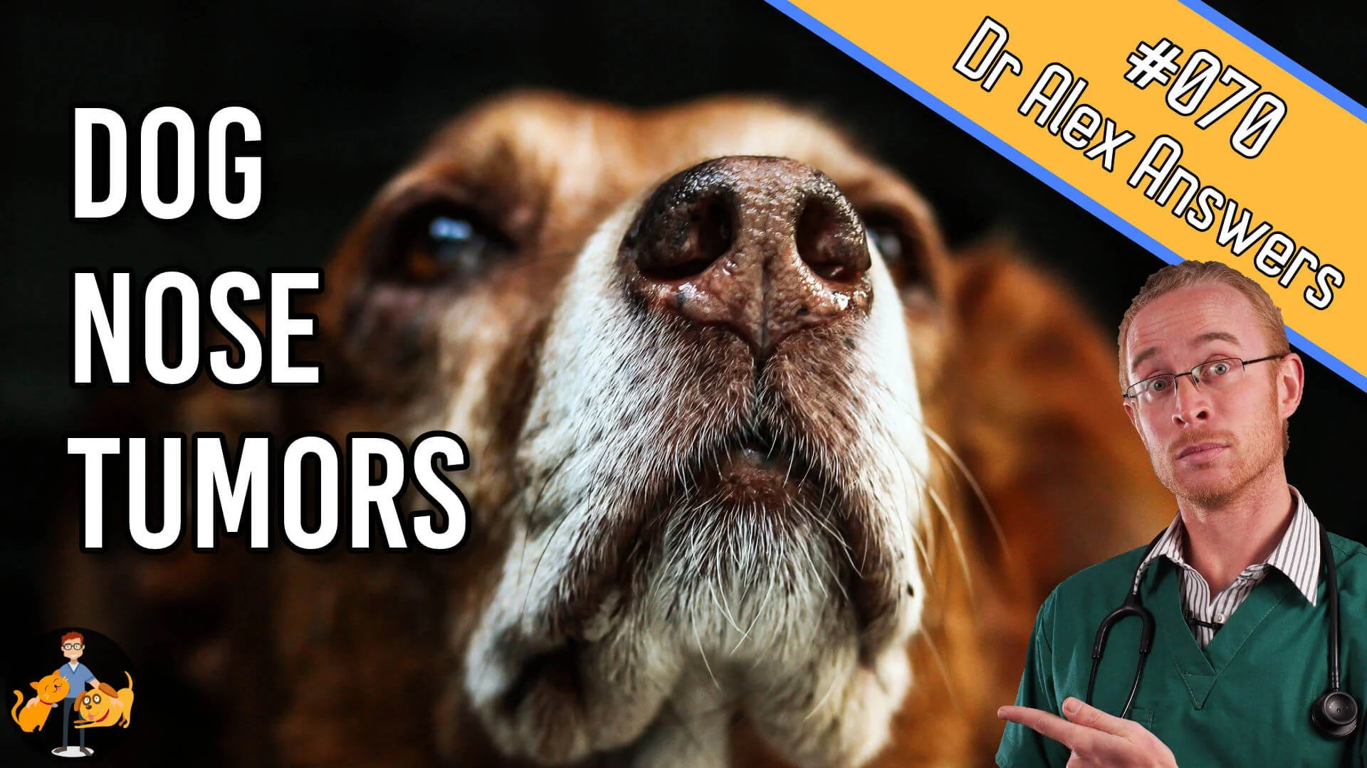 Dog Nasal Tumors what You Need To Know About This Cancer Our Pet s Dog Nasal Tumors what You Need To Know About This Cancer Our Pet s