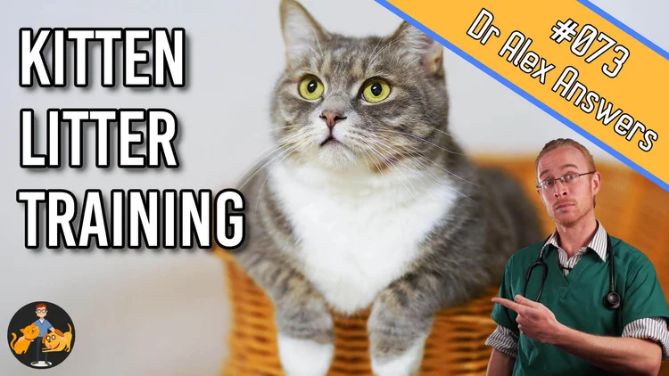 How to Litter Train a Kitten (FAST!) — Our Pet's Health