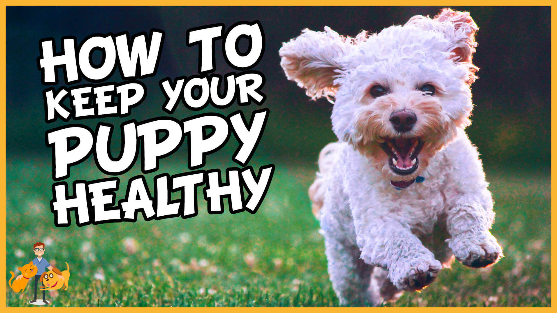 How to Keep a Puppy Healthy (essential puppy care) — Our Pet's Health How to Keep a Puppy Healthy (essential puppy care) — Our Pet's Health