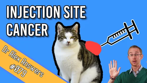 Cat Injection Site Sarcoma: the Risks, Treatment + Prognosis of this ...