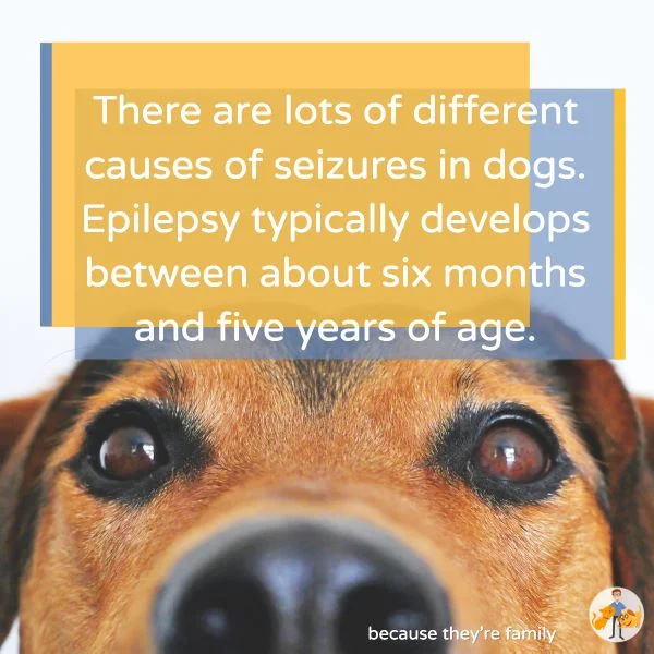 11 Vital Facts about Dog Epilepsy: causes, treatment + life expectancy ...