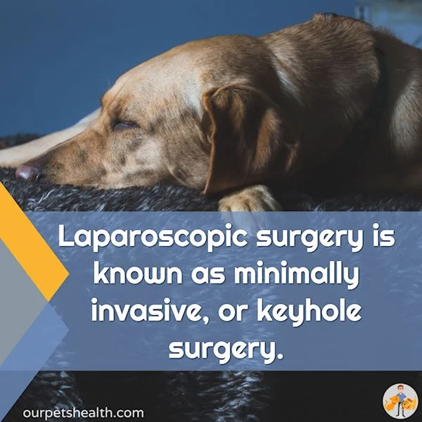 Laparoscopic Spay: The Best Way to Spay a Dog? (recovery, risks ...