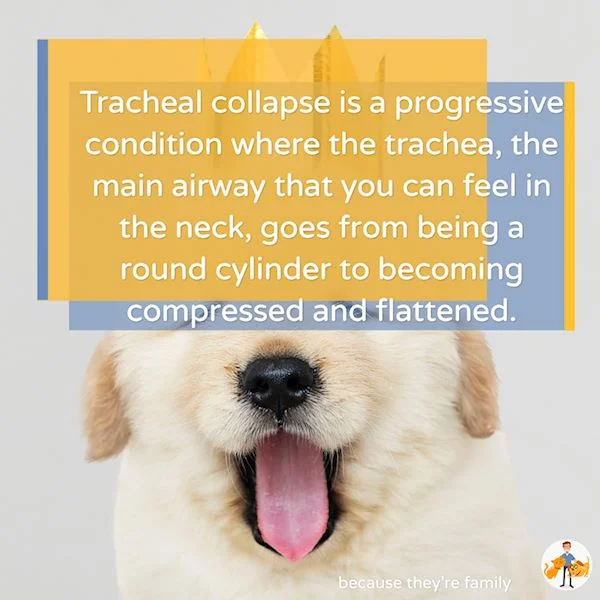 Tracheal Collapse in Dogs: a Complete Guide — Our Pet's Health