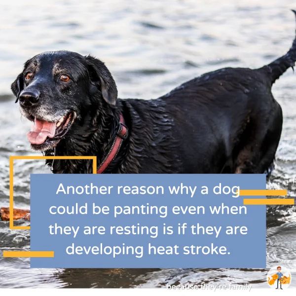 The 9 Reasons Your Dog is Panting So Much — Our Pet's Health