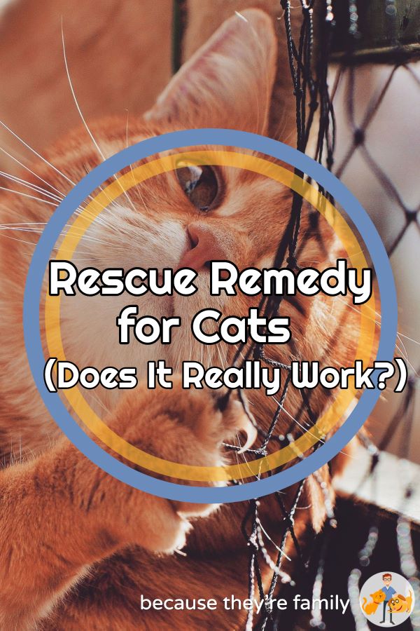 Rescue Remedy for Cats (does it REALLY work?) — Our Pet's Health