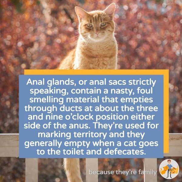 Anal Gland Problems in Cats: what you need to know — Our Pet's Health