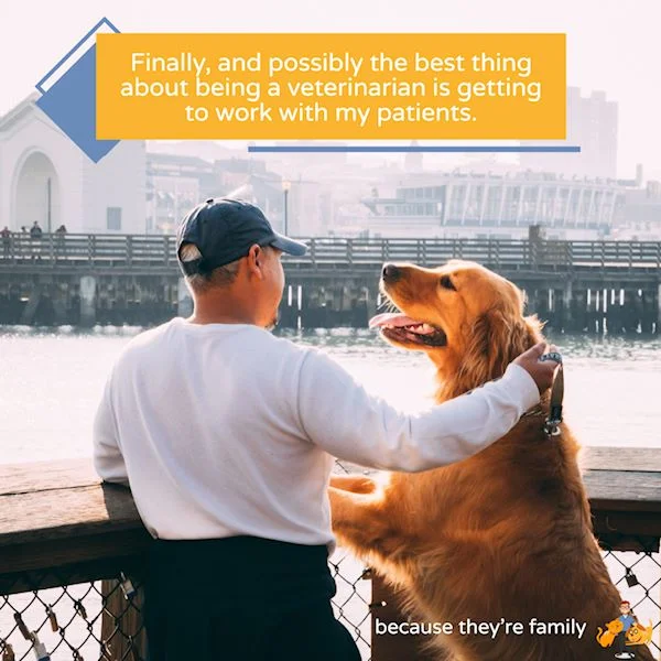 Why I Love (and hate) Being a Veterinarian - is becoming a vet worth it ...